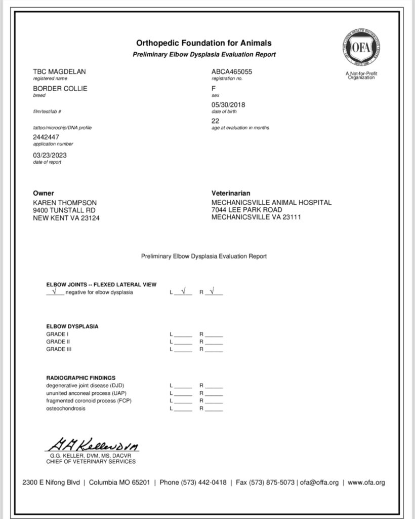Registered Border Collies - Lone Hickory Farm